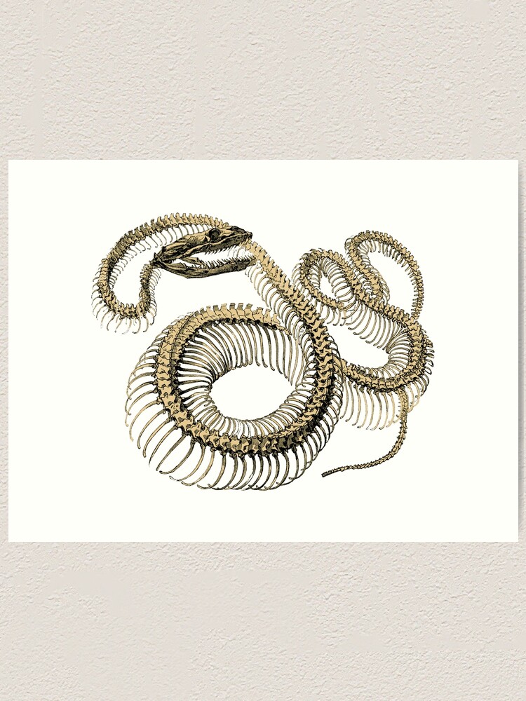 "antique typographic vintage snake skeleton" Art Print for Sale by ...