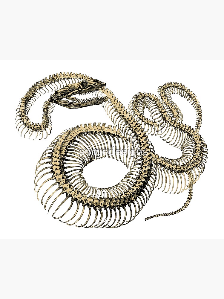 "antique typographic vintage snake skeleton" Art Print for Sale by ...