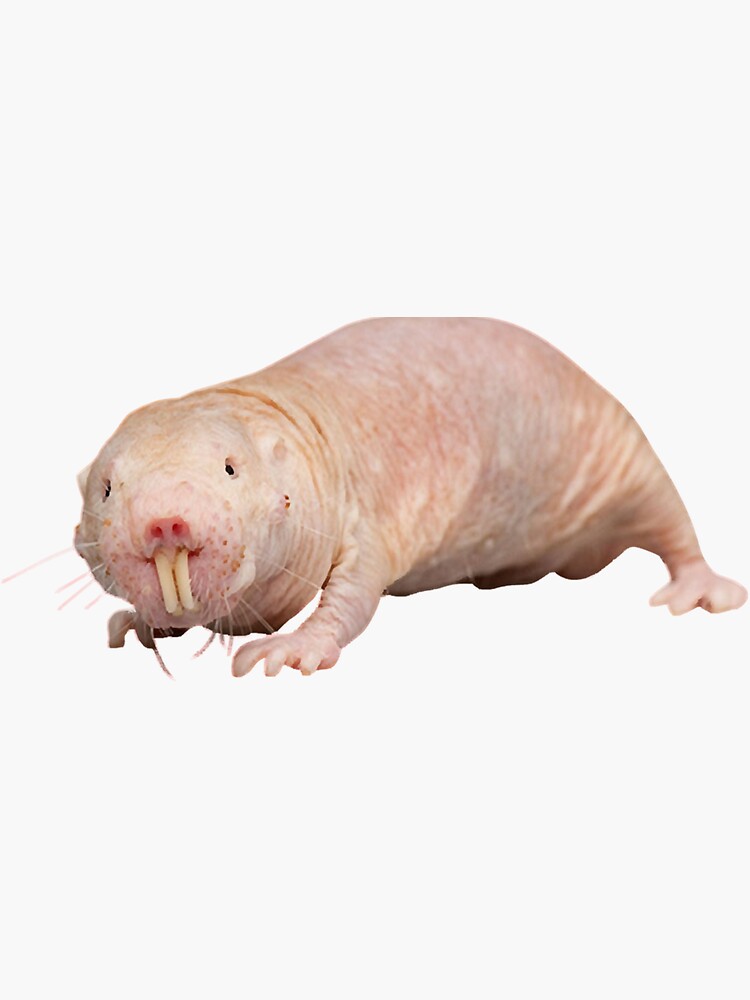 Pegatina «Rata topo desnuda, el nuevo espíritu animal de Gina Brooklyn ...