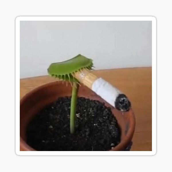 "A plant that smokes. That's right! It is a plant, but it gets so ...