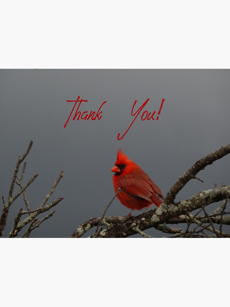 "Thank you cardinal card" Sticker for Sale by ByCollins | Redbubble