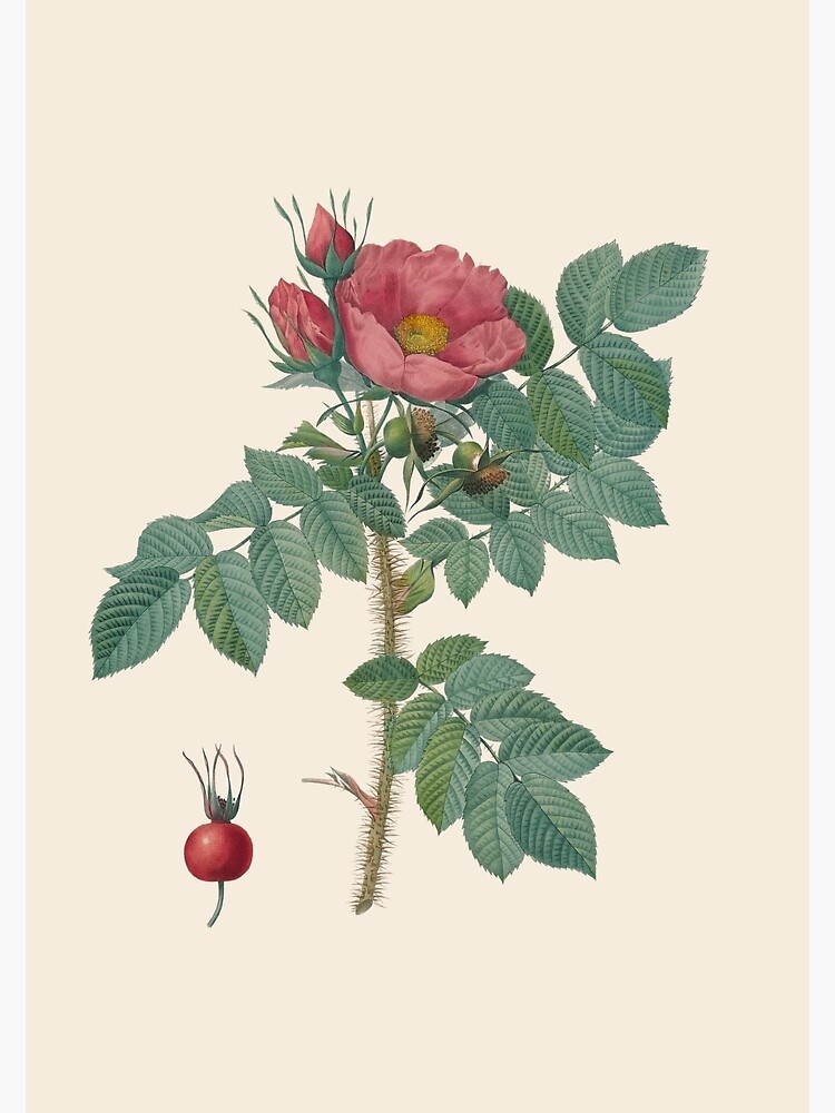 "Rose hip botanical illustration " Poster for Sale by ArtCenturies ...