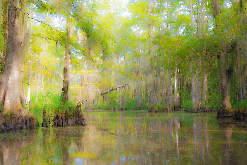"Sunlit Swamp" by FollowPhoto | Redbubble