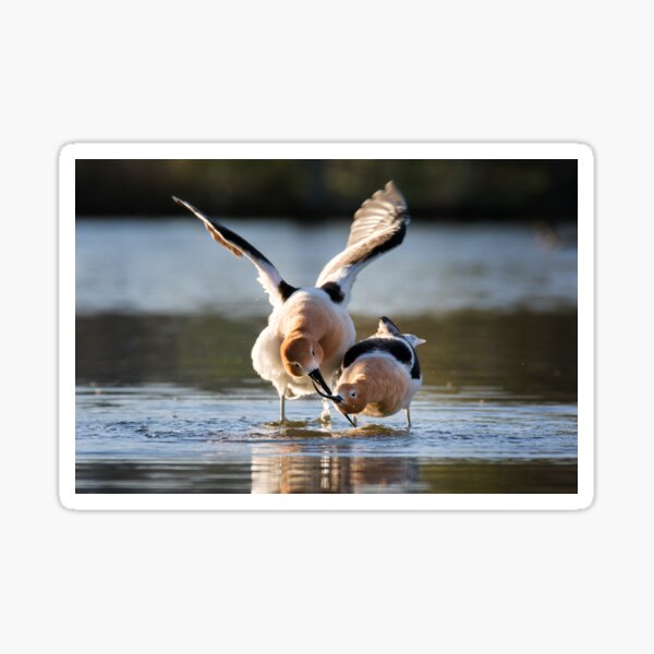 "Ready to mate" Sticker for Sale by Eivor | Redbubble