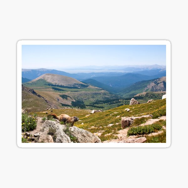 "Marmot" Sticker for Sale by Valentina Gatewood | Redbubble