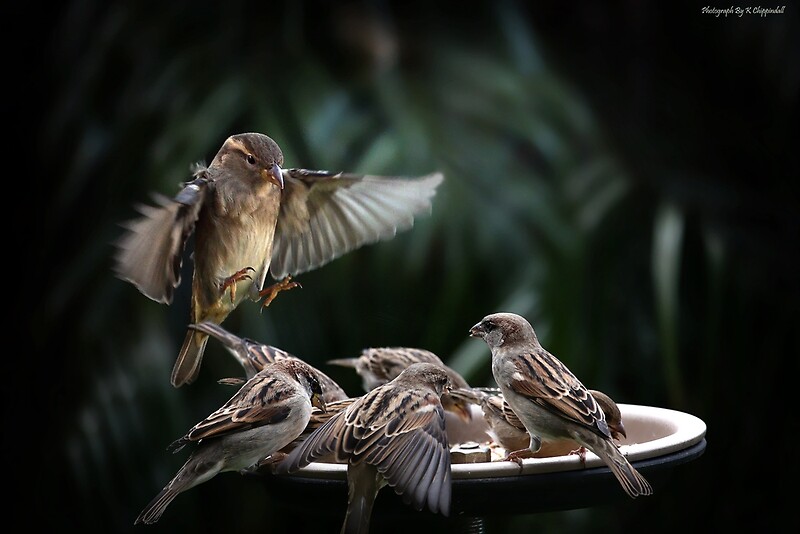 "Seven sparrows 001" by kevin Chippindall | Redbubble