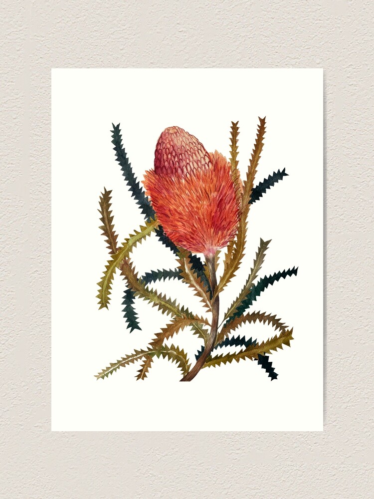 "Watercolor botanical illustration of a banksia flower, australian ...