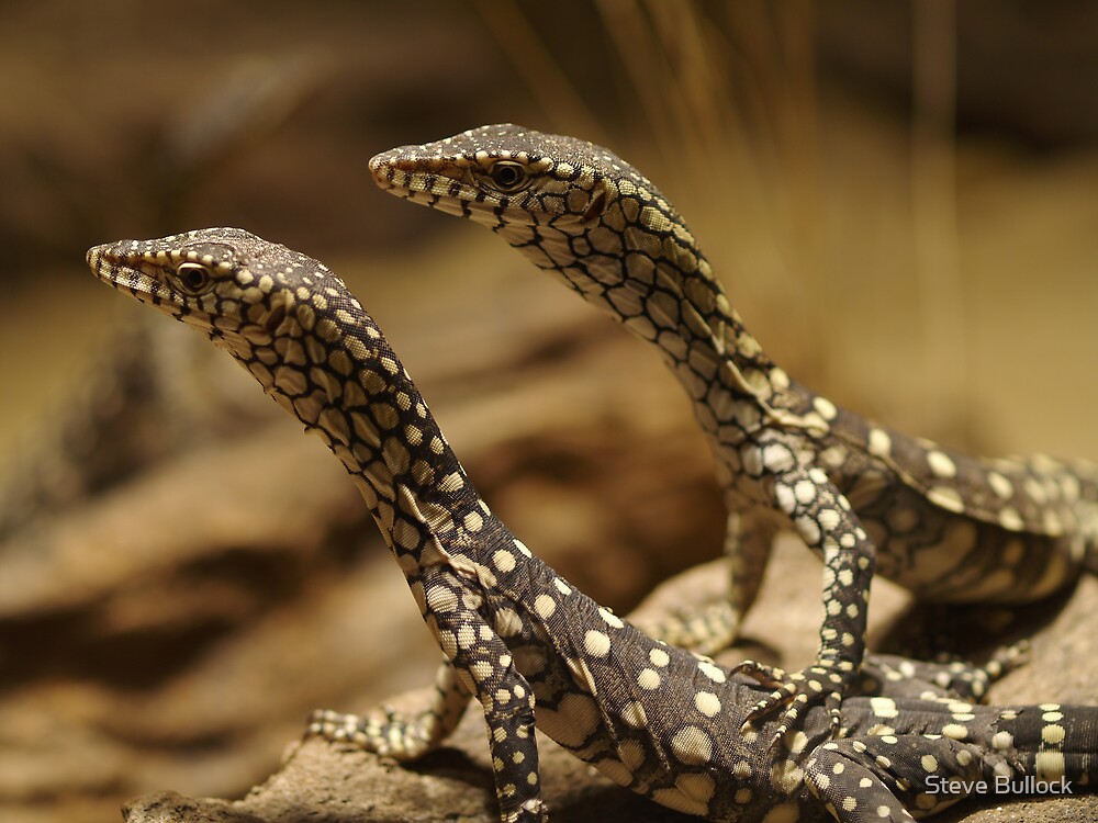 "Brothers - Hatchling Perentie Monitors" by Steve Bullock | Redbubble