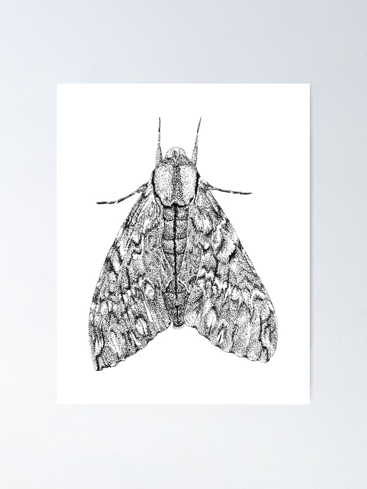 "Black and white moth butterfly drawing - Privet Hawk Moth (Psilogramma ...