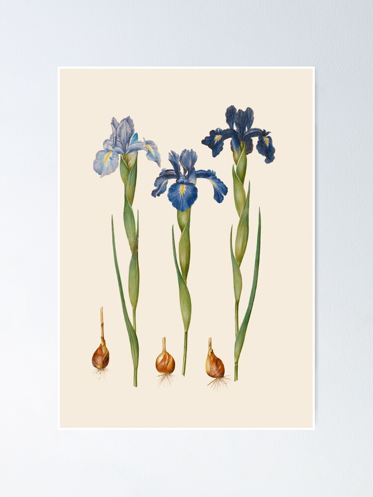 "Irises botanical illustration " Poster for Sale by ArtCenturies | Redbubble