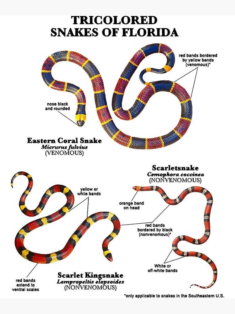 "Tricolored Snakes of Florida " Poster for Sale by montgomerye | Redbubble