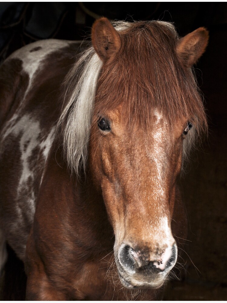 "Totally Adorable, Totally Cute!" Sticker for Sale by beatrice11 ...