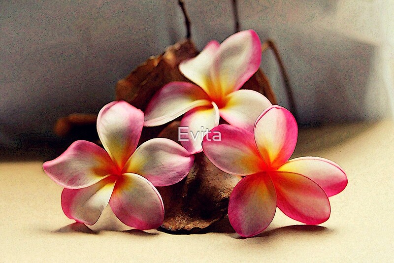 "Painted Pink Frangipani & Seed Pods" by Evita | Redbubble