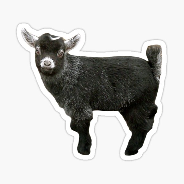 "Baby Goat " Sticker for Sale by andrew82984 | Redbubble