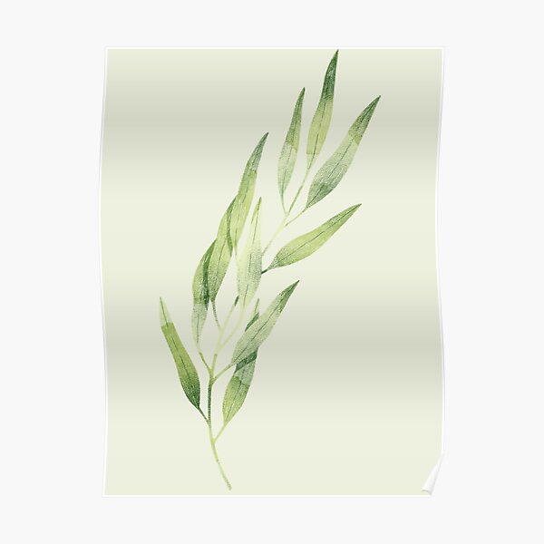 "Green eucalyptus branch botanical illustration " Poster for Sale by ...