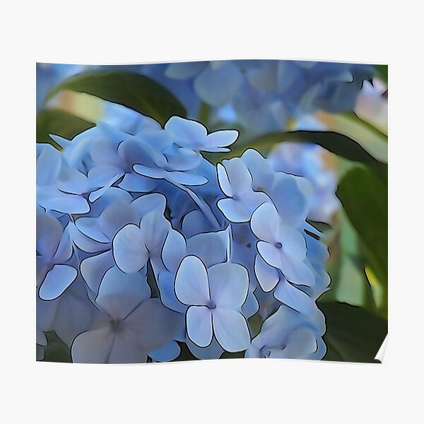 "Periwinkle Hydrangea" Poster for Sale by KCavender | Redbubble