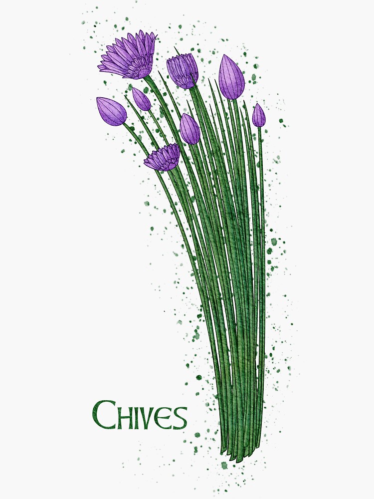 "Watercolor Culinary Herbs: Chives" Sticker for Sale by LittleSunShoppe ...