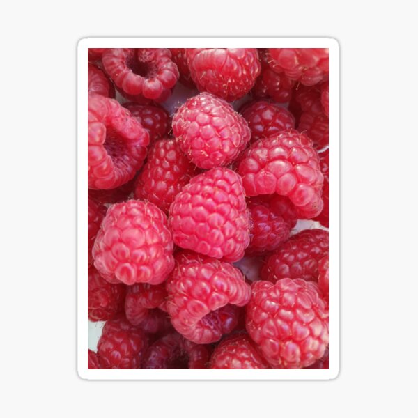 "Raspberry" Sticker for Sale by Singerevita | Redbubble