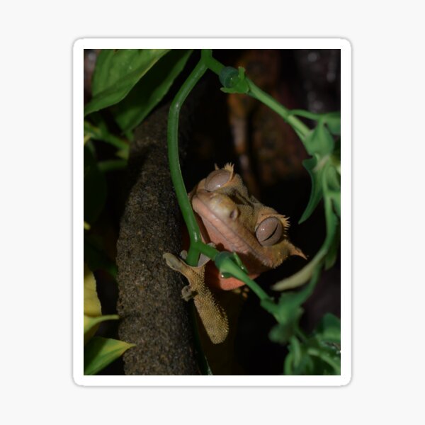"Taru-Crested Gecko Portrait" Sticker for Sale by claramariea | Redbubble