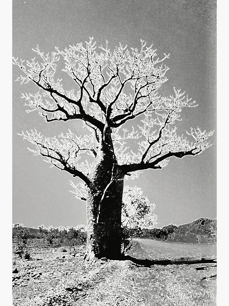 "Boab tree" Sticker for Sale by iLoMo | Redbubble
