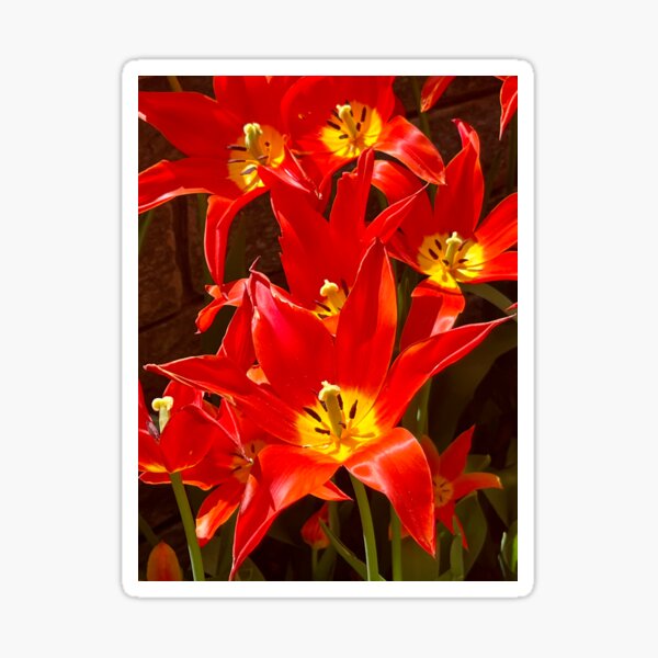 "Fire Flower" Sticker for Sale by errinaart | Redbubble