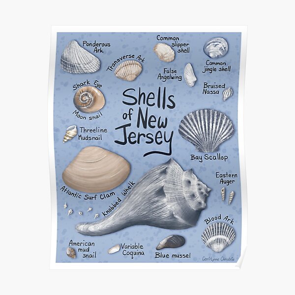 "Shells of New Jersey" Poster for Sale by glachhabria | Redbubble