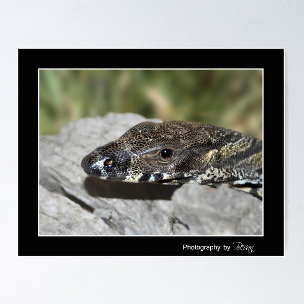 Goanna Merch & Gifts for Sale | Redbubble