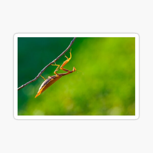 "praying mantis" Sticker by tibkaaa | Redbubble