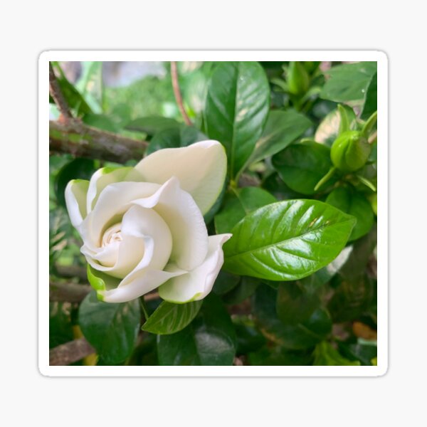 "Gardenia flower " Sticker for Sale by baksuart | Redbubble
