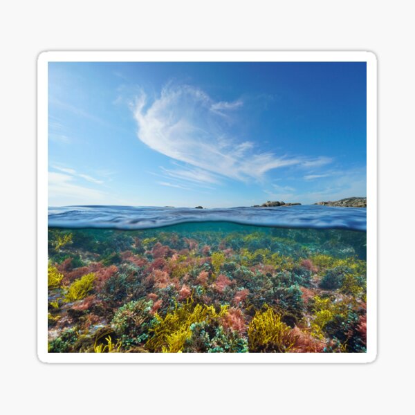"Ocean seascape colorful algae underwater and blue sky with cloud ...