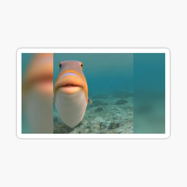 "Fish staring at camera" Sticker for Sale by Zenni13 | Redbubble