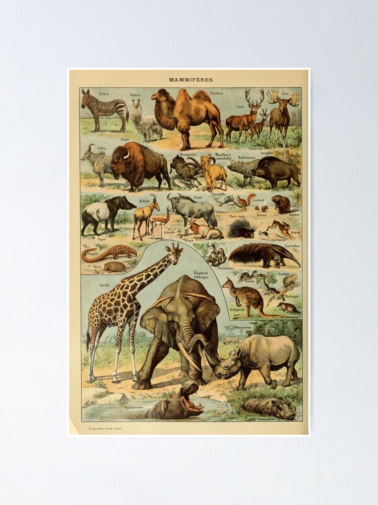 "mammiféres - french mammals - animals" Poster for Sale by Speightsmate ...