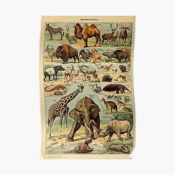 "mammiféres - french mammals - animals" Poster for Sale by Speightsmate ...