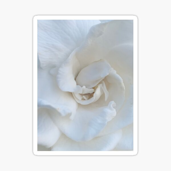 "Gardenia flower " Sticker by baksuart | Redbubble