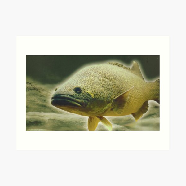 Murray Cod Art Prints | Redbubble