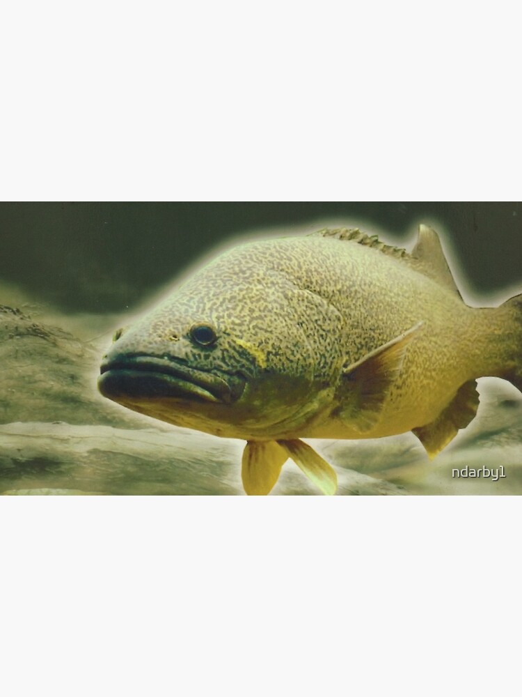"Murray Cod" Canvas Print for Sale by ndarby1 | Redbubble