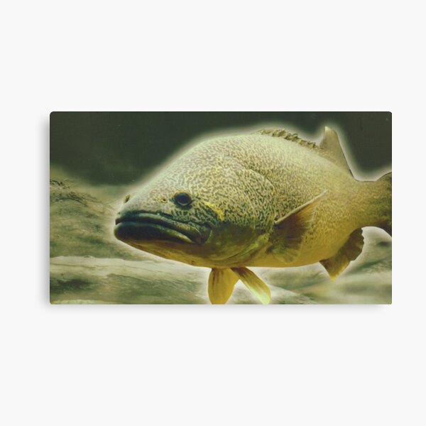 "Murray Cod" Canvas Print for Sale by ndarby1 | Redbubble