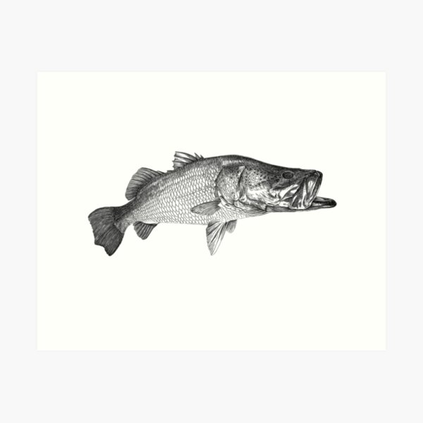 Digital Prints SRA3 signed print of jumping barramundi illustration by ...