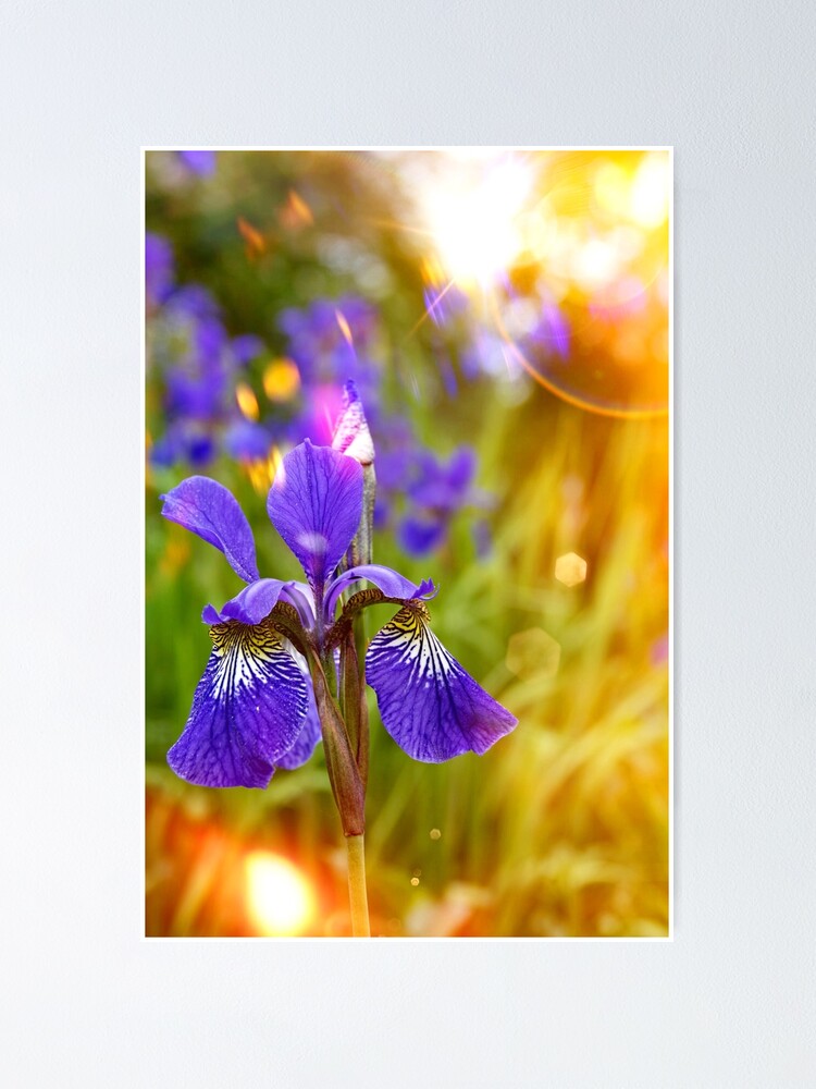"Iris " Poster for Sale by Mishelangello | Redbubble