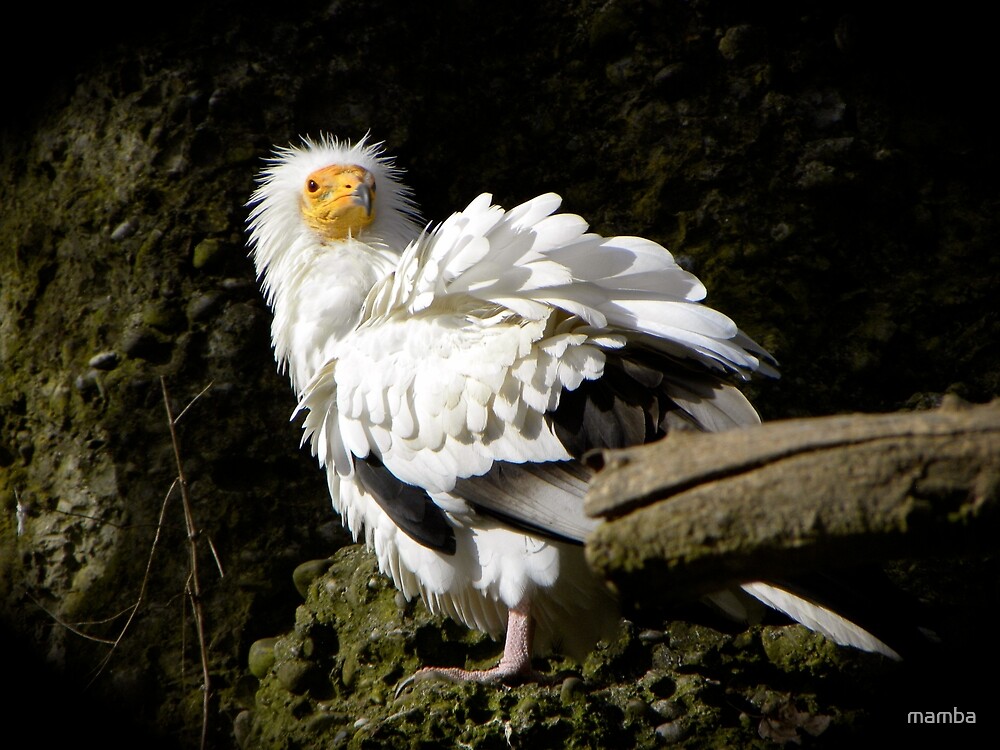 "puffed up" by mamba | Redbubble