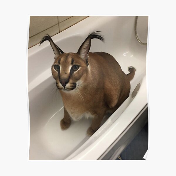 Big Floppa In A Bathtub Poster For Sale By Slavi Art Redbubble