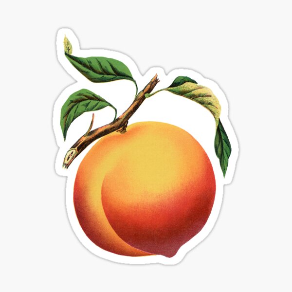 "Cute Peach Fruit Sticker Design" Sticker for Sale by NyloVintage ...