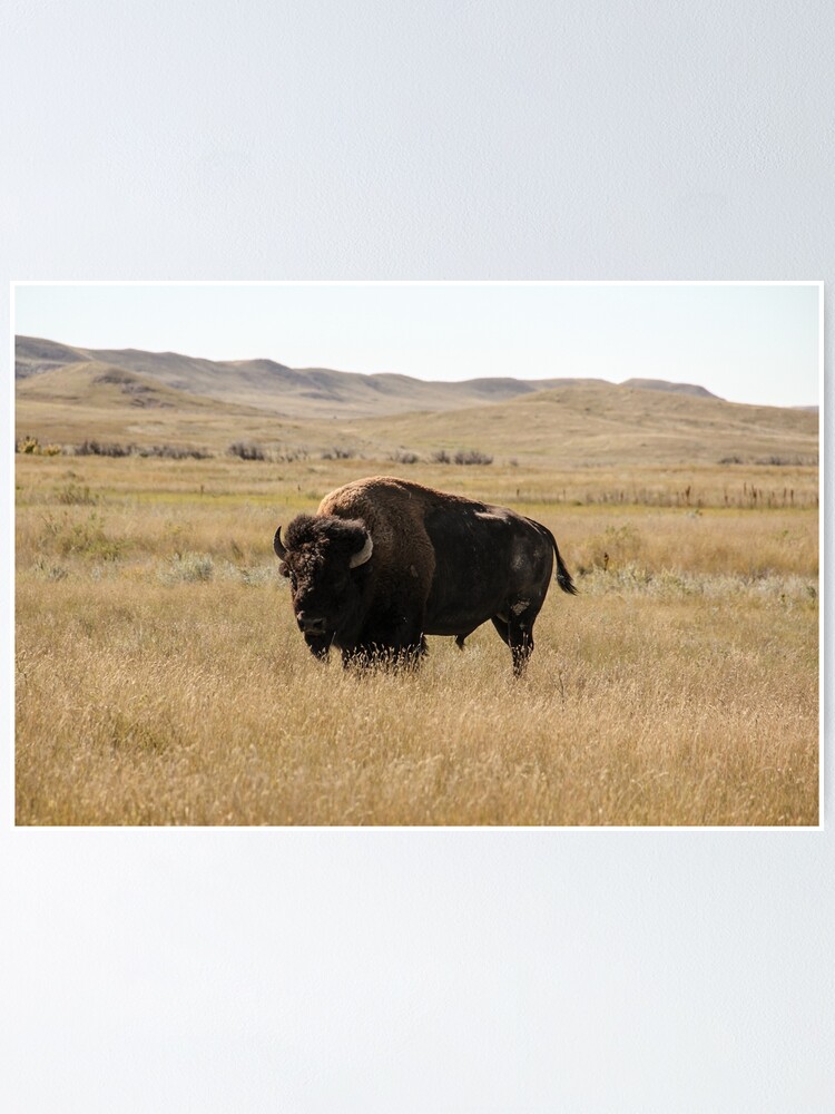 "Rewilding " Poster for Sale by mcardona | Redbubble