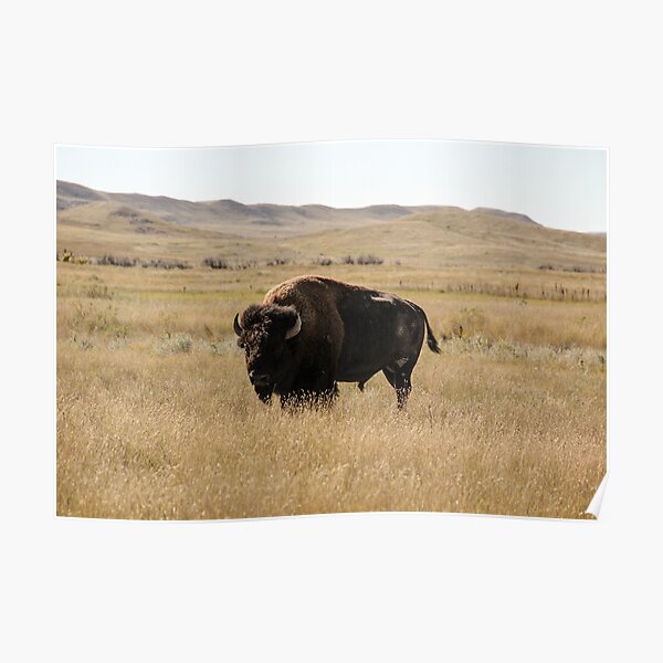 "Rewilding " Poster for Sale by mcardona | Redbubble