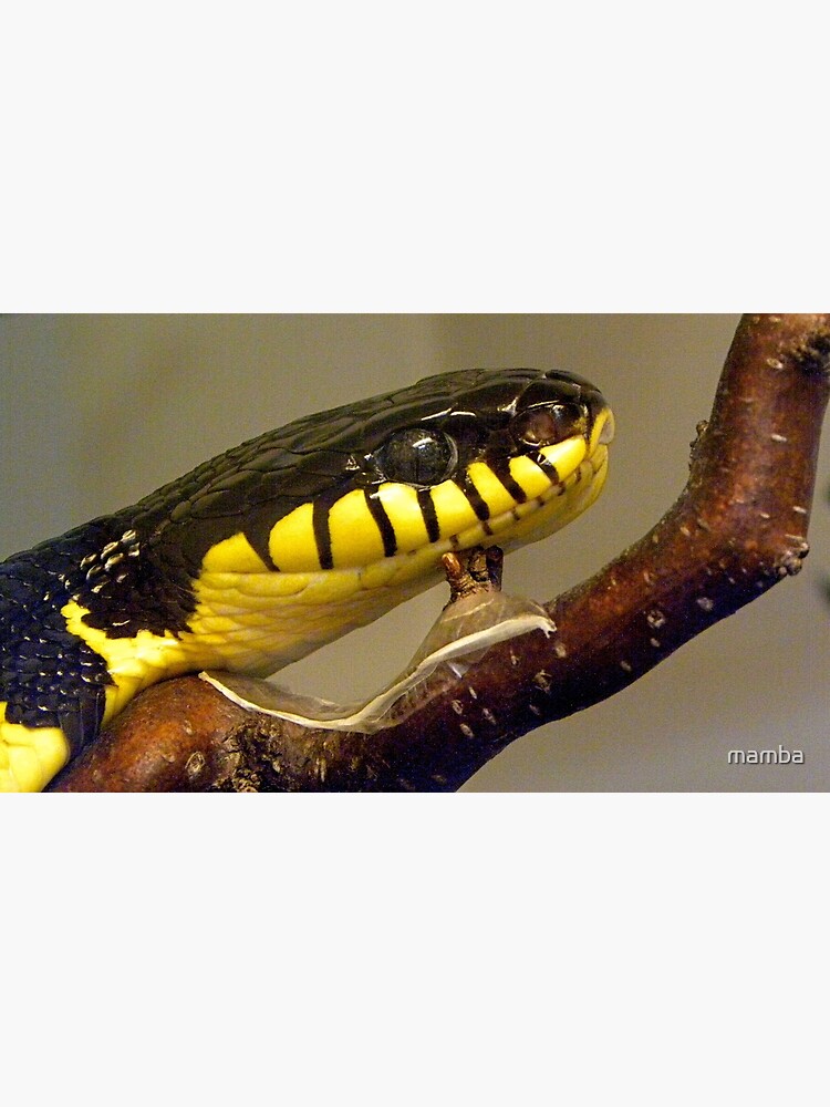 "lazy snake" Canvas Print for Sale by mamba | Redbubble