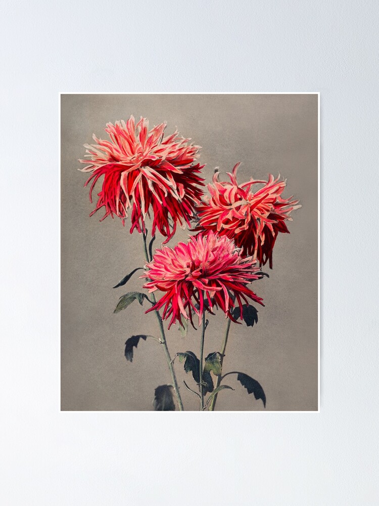 "Japanese Flowers (Asa-dsuma-bune) by Kazumasa. " Poster for Sale by ...