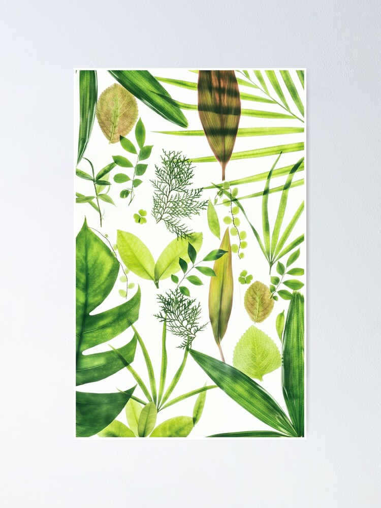 "Foliage" Poster for Sale by artlyta | Redbubble