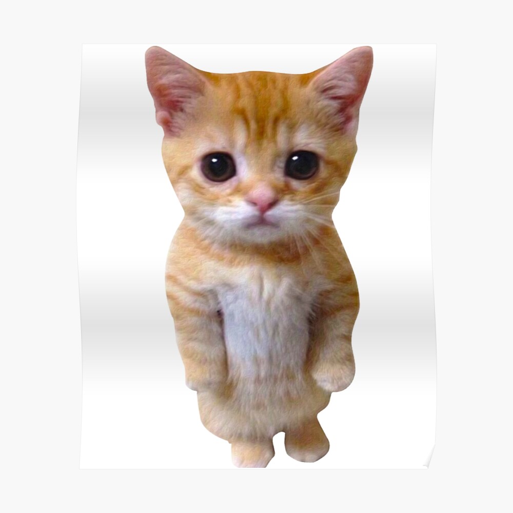 El Gato cute cats el gato An Adorable Compilation Video