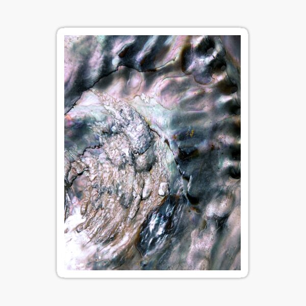 "Abalone" Sticker by SexyEyes69 | Redbubble