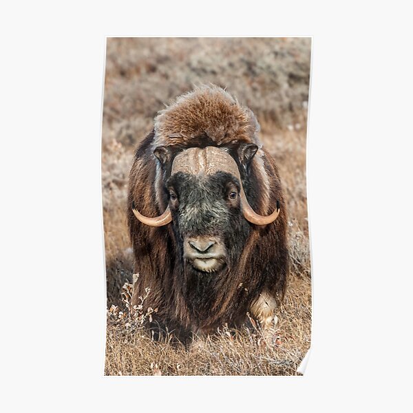 "Muskox, musk ox, musk-ox " Poster for Sale by KlaraMacinka | Redbubble